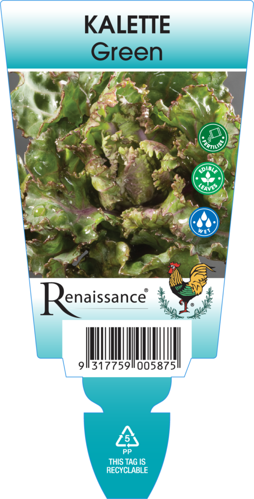 Kalette Green – Renaissance Herbs