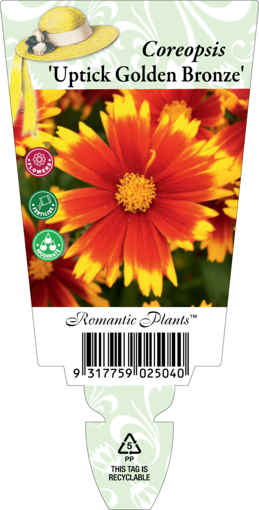 Coreopsis ‘Uptick Golden Bronze’ – Renaissance Herbs